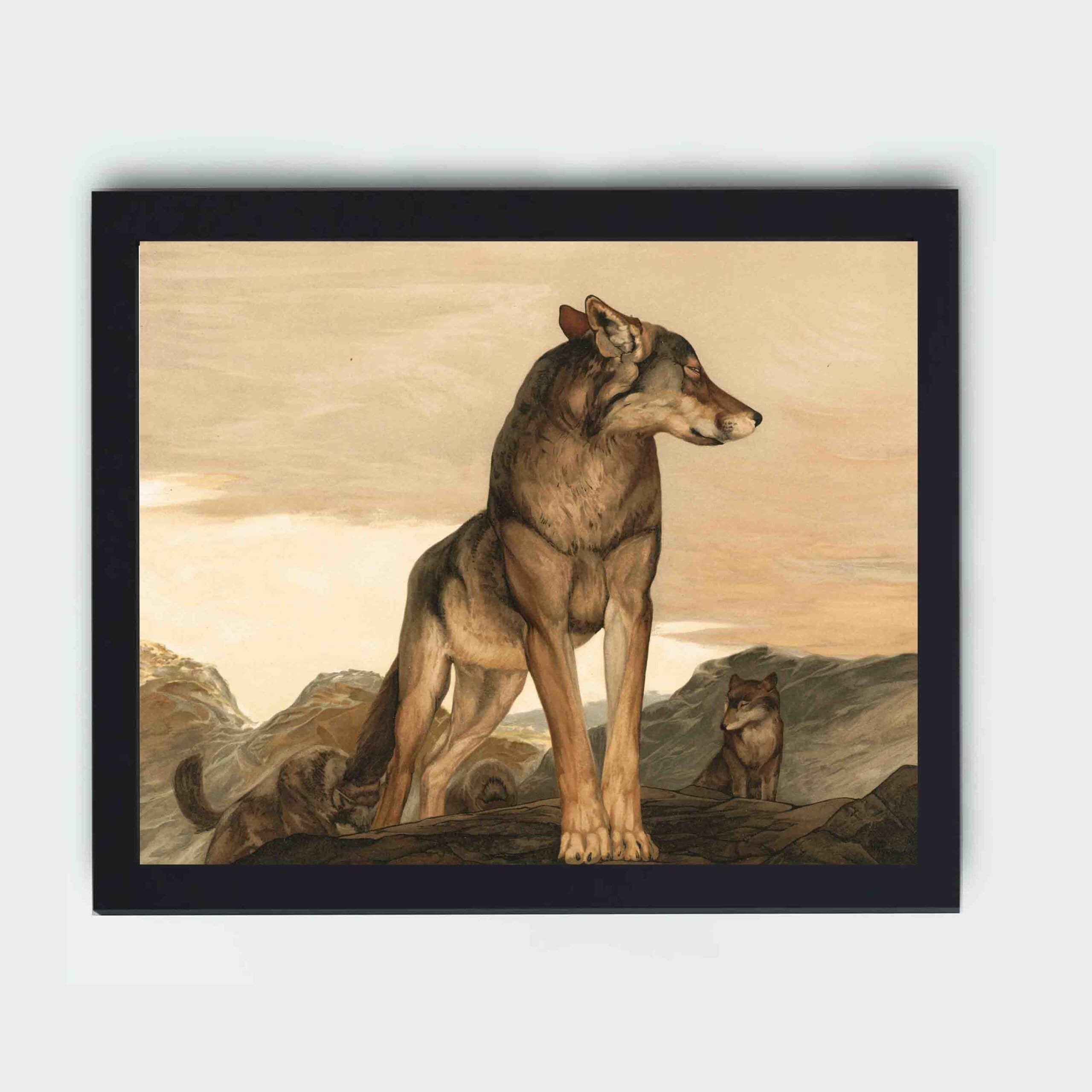 Infidu Akela the lone wolf in high resolution Reproduced Art V1-522 ...