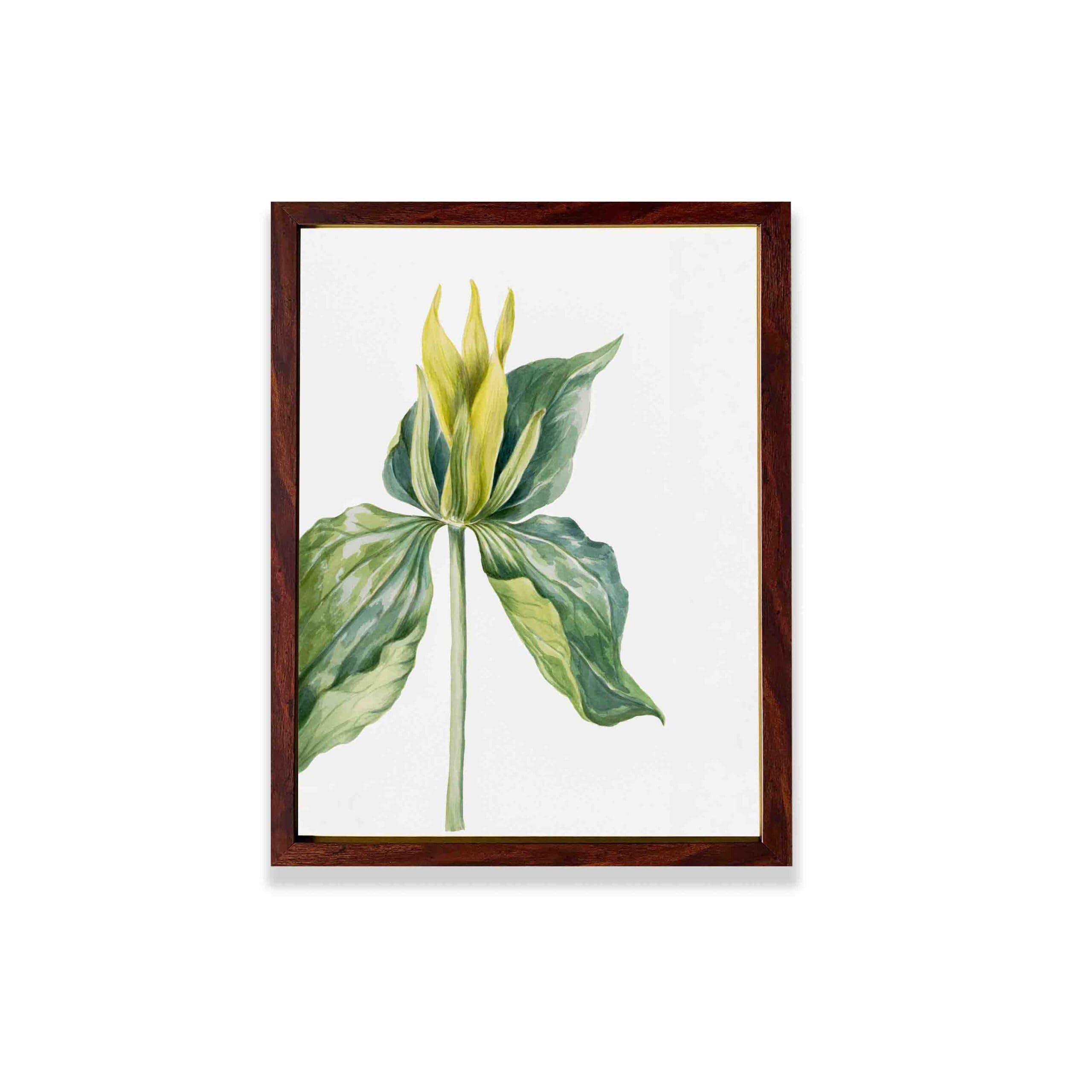 Infidu Wake-Robin (Trillium underwoodii) (1937) by Mary Vaux Walcott in ...